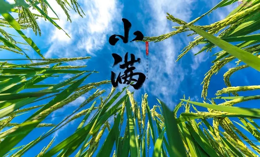 24 Solar Terms: Grain Buds-GDUFS